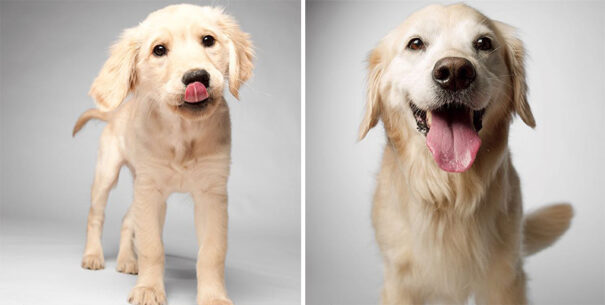 20 Touching Photos Comparing Dogs As Pups Vs Their Older Selves | DeMilked