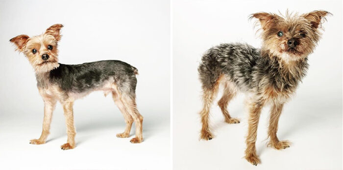 20 Touching Photos Comparing Dogs As Pups Vs Their Older Selves | DeMilked
