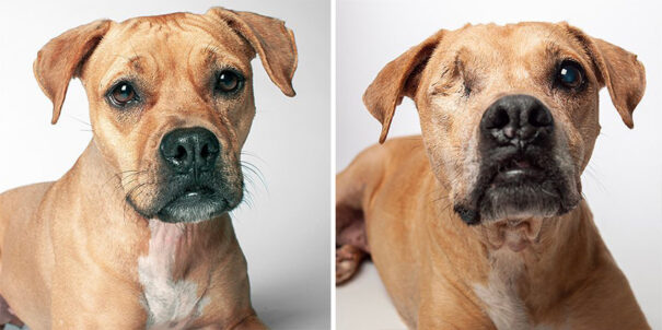20 Touching Photos Comparing Dogs As Pups Vs Their Older Selves | DeMilked