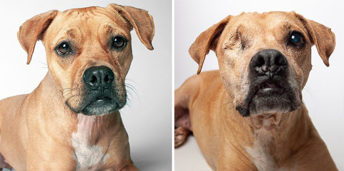 20 Touching Photos Comparing Dogs As Pups Vs Their Older Selves | DeMilked