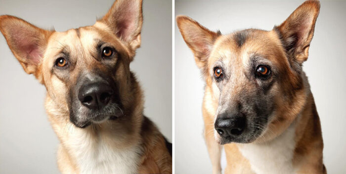 20 Touching Photos Comparing Dogs As Pups Vs Their Older Selves | DeMilked