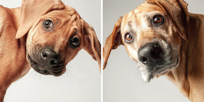 20 Touching Photos Comparing Dogs As Pups Vs Their Older Selves | DeMilked