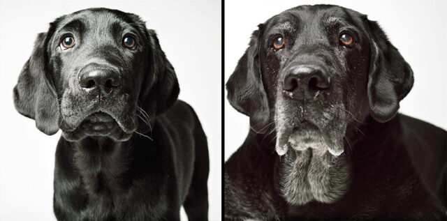 20 Touching Photos Comparing Dogs As Pups Vs Their Older Selves | DeMilked