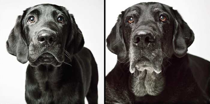 20 Touching Photos Comparing Dogs As Pups Vs Their Older Selves | DeMilked