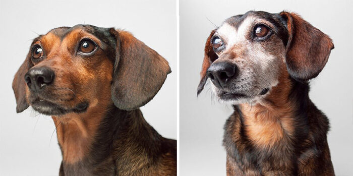 20 Touching Photos Comparing Dogs As Pups Vs Their Older Selves | DeMilked