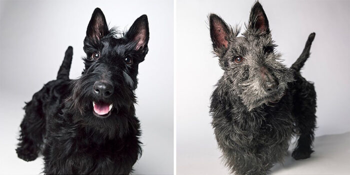 20 Touching Photos Comparing Dogs As Pups Vs Their Older Selves | DeMilked