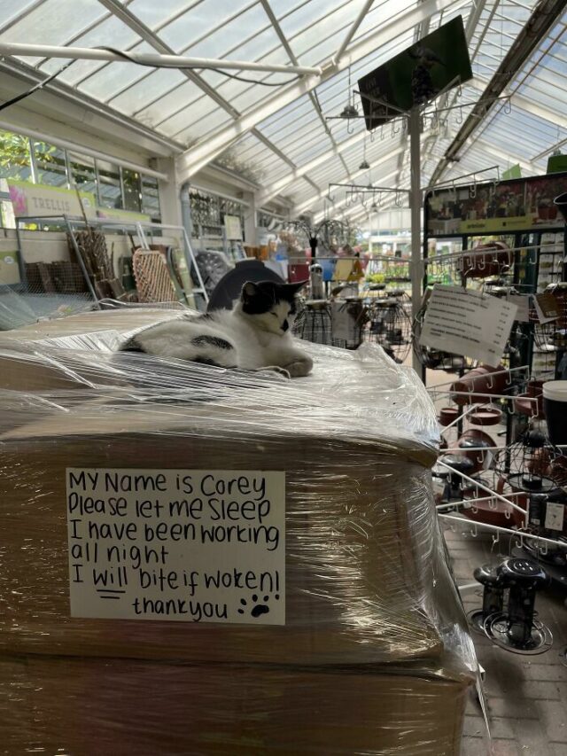 30 Funny Examples Of UK Sharing Its Sense Of Humor | DeMilked