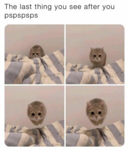 This Facebook Account Shares Funny And Cute Cat Memes And Here Are 30 ...
