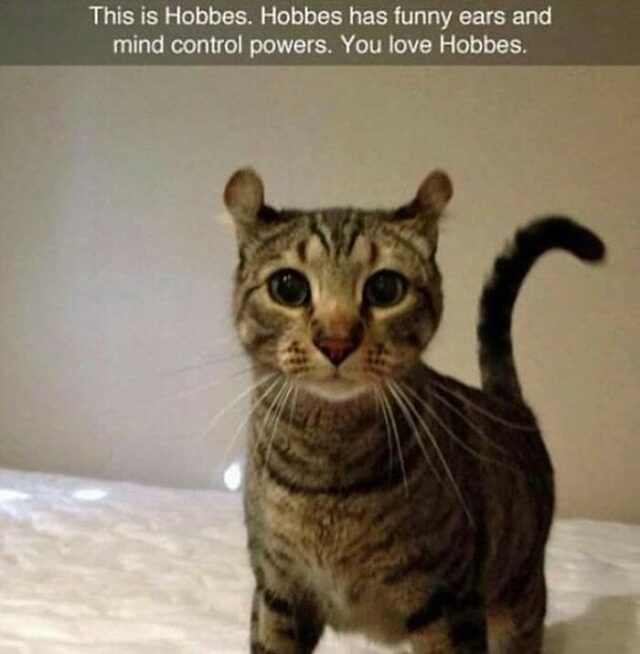 This Facebook Account Shares Funny And Cute Cat Memes And Here Are 30 ...