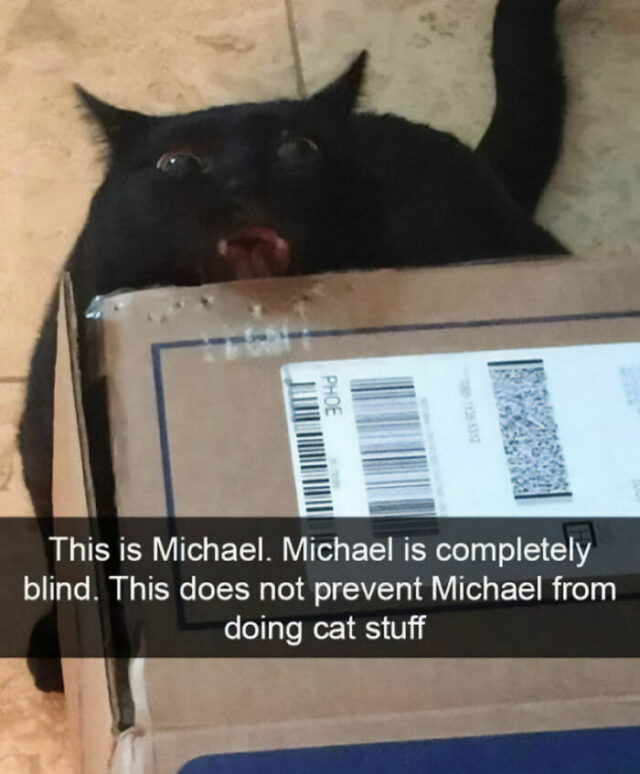 This Facebook Account Shares Funny And Cute Cat Memes And Here Are 30 ...