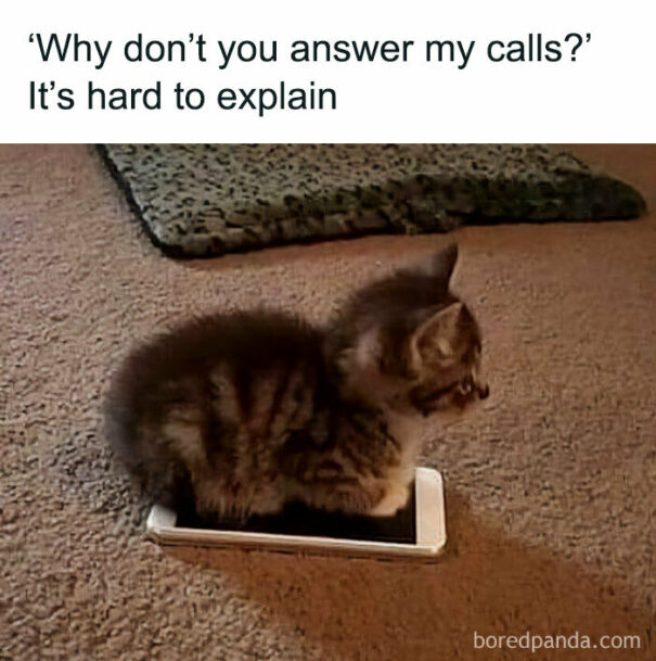 This Facebook Account Shares Funny And Cute Cat Memes And Here Are 30 ...
