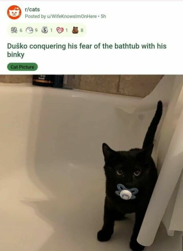 This Facebook Account Shares Funny And Cute Cat Memes And Here Are 30 ...