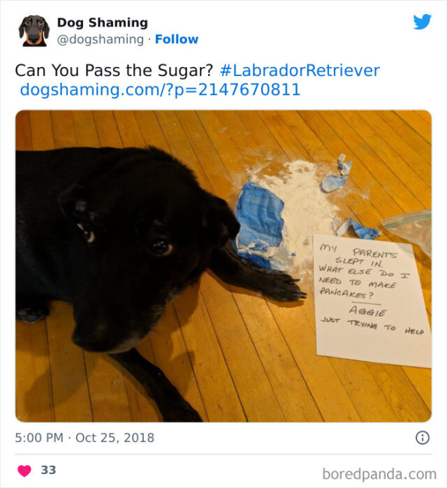 20 Dogs That Committed Deeds So Wicked, They Had To Be Featured On The ...