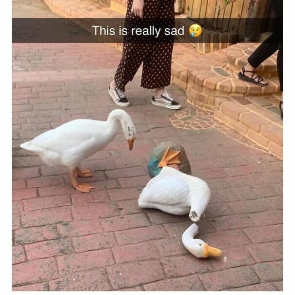 20 Funny Animal Memes To Brighten Your Day | DeMilked