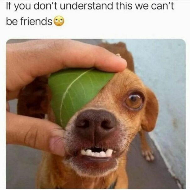 20 Funny Animal Memes To Brighten Your Day | DeMilked