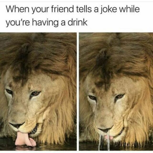 20 Funny Animal Memes To Brighten Your Day | DeMilked