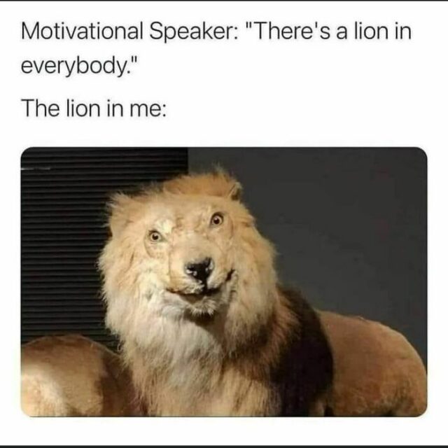 20 Funny Animal Memes To Brighten Your Day | DeMilked