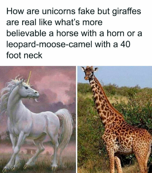 20 Funny Animal Memes To Brighten Your Day | DeMilked