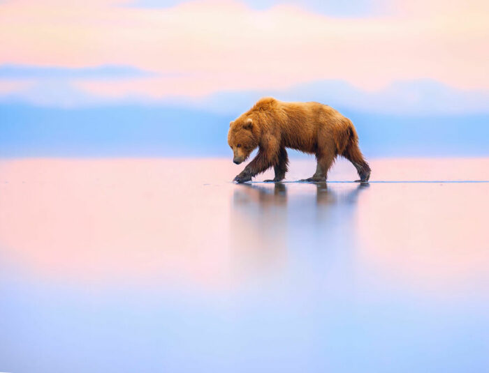 20 Magnificent Photos That Made It To The Winning List Of The Big Picture Natural World ...