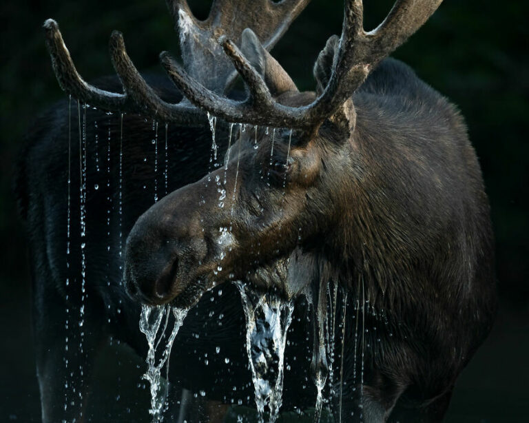 20 Magnificent Photos That Made It To The Winning List Of The Big ...
