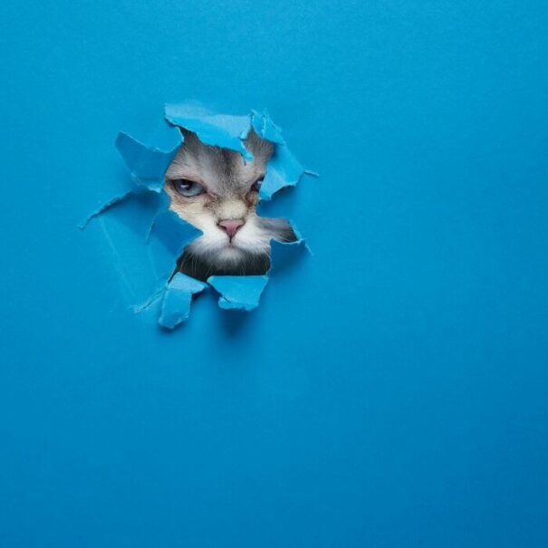 Nils Jacobi Photographs Cats Crossing A Paper And It’s Stunningly ...