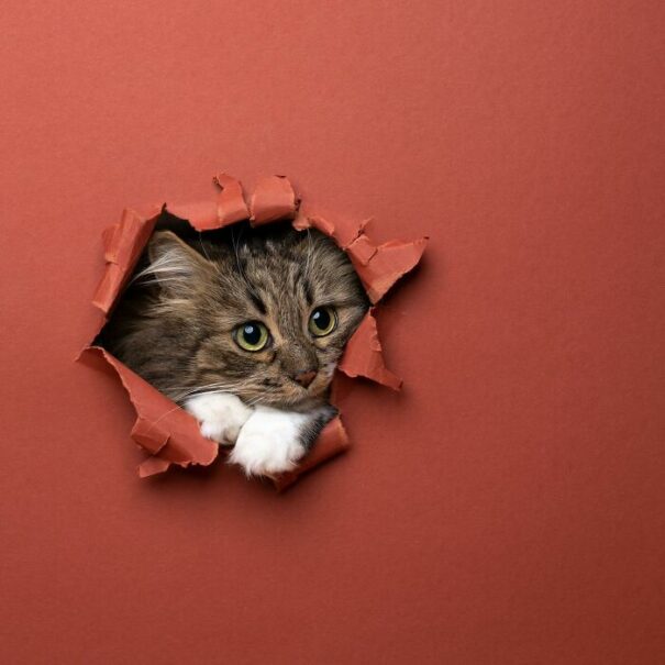 Nils Jacobi Photographs Cats Crossing A Paper And It’s Stunningly ...