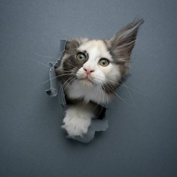 Nils Jacobi Photographs Cats Crossing A Paper And It’s Stunningly ...