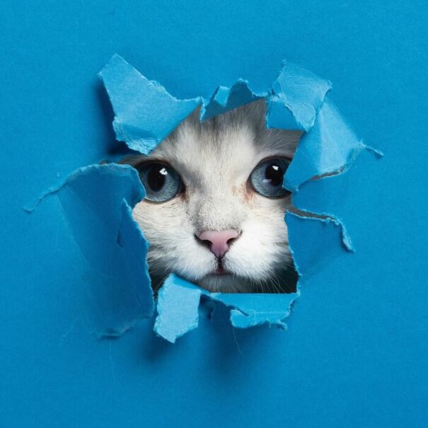 Nils Jacobi Photographs Cats Crossing A Paper And It’s Stunningly ...