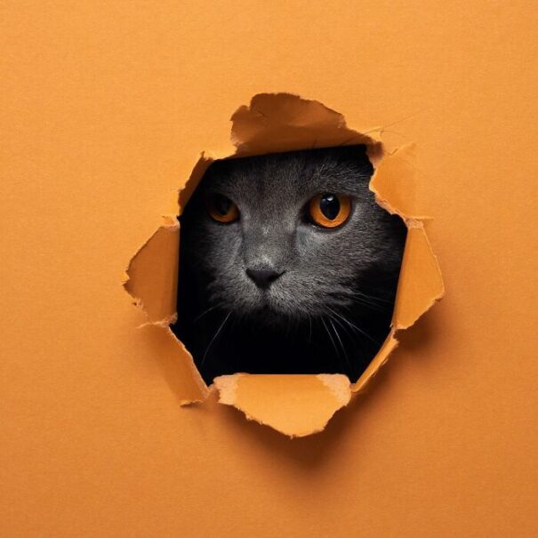 Nils Jacobi Photographs Cats Crossing A Paper And It’s Stunningly ...