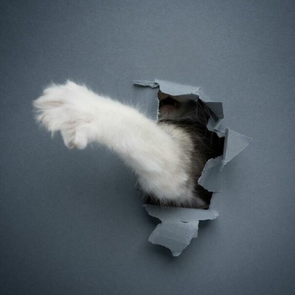 Nils Jacobi Photographs Cats Crossing A Paper And It’s Stunningly ...