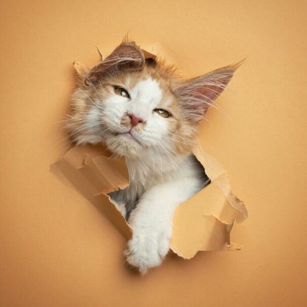 Nils Jacobi Photographs Cats Crossing A Paper And It’s Stunningly ...