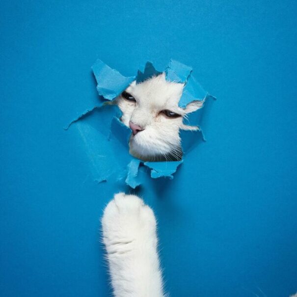 Nils Jacobi Photographs Cats Crossing A Paper And It’s Stunningly ...