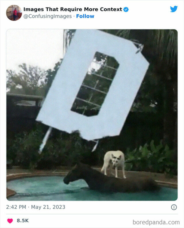 30 Funny Photos Without Context That Get Weirder The Longer You Look At ...