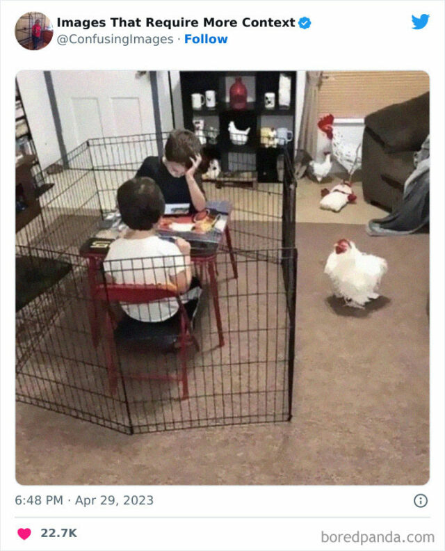 30 Funny Photos Without Context That Get Weirder The Longer You Look At ...