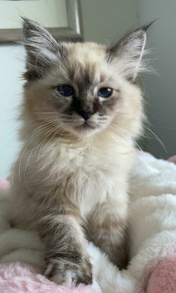 30 Heartwarming Pics That Capture The Joy Of Adopted Pets | DeMilked