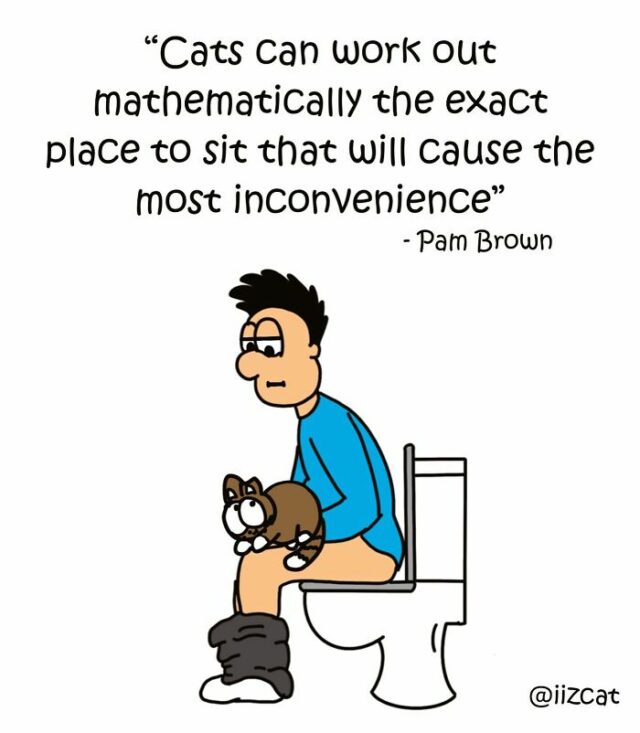 20 Comics That Illustrate The Life Of A Cat Owner | DeMilked