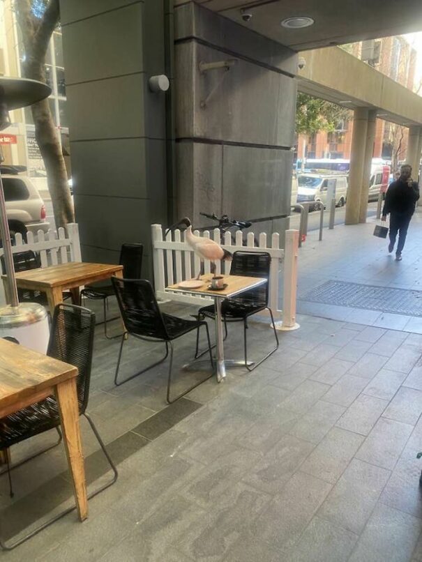 20 Hilariously Bad Bird Photos, As Shared On This Facebook Group | DeMilked