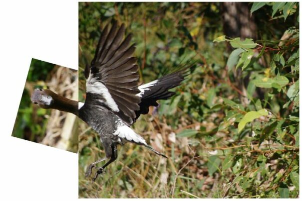 20 Hilariously Bad Bird Photos, As Shared On This Facebook Group | DeMilked