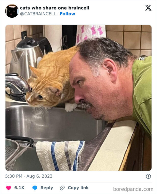 30 Times 'Cats Who Share One Braincell' Nailed The Humor | DeMilked