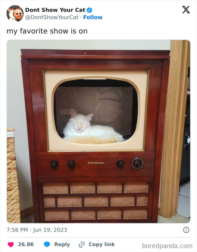 30 Times 'Cats Who Share One Braincell' Nailed The Humor | DeMilked