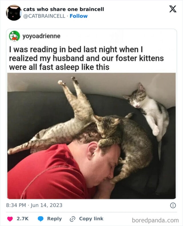 30 Times 'Cats Who Share One Braincell' Nailed The Humor | DeMilked