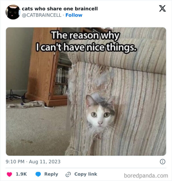 30 Times 'Cats Who Share One Braincell' Nailed The Humor | DeMilked