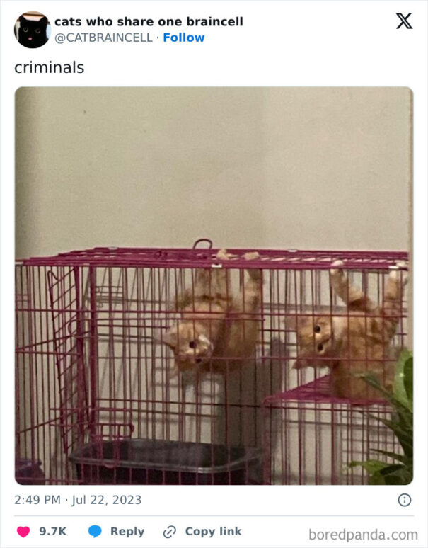 30 Times 'Cats Who Share One Braincell' Nailed The Humor | DeMilked