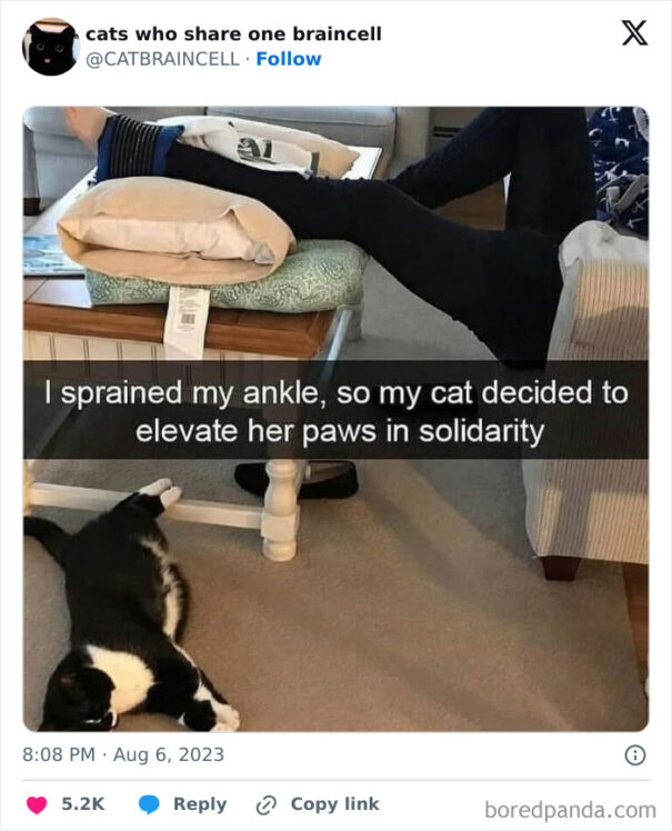 30 Times 'Cats Who Share One Braincell' Nailed The Humor | DeMilked