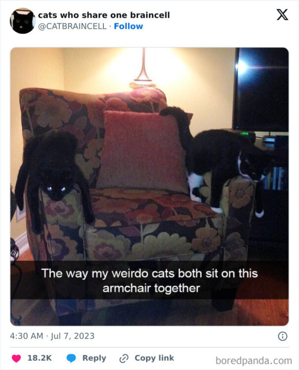 30 Times 'Cats Who Share One Braincell' Nailed The Humor | DeMilked