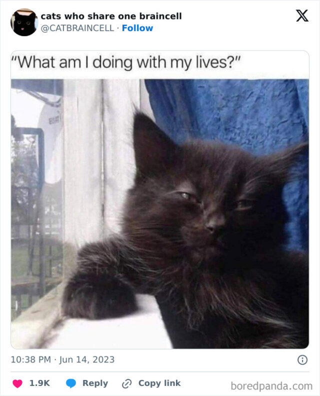 30 Times 'Cats Who Share One Braincell' Nailed The Humor | DeMilked