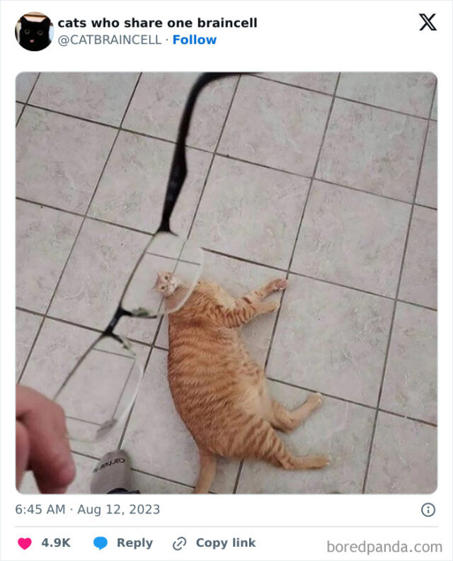 30 Times 'Cats Who Share One Braincell' Nailed The Humor | DeMilked