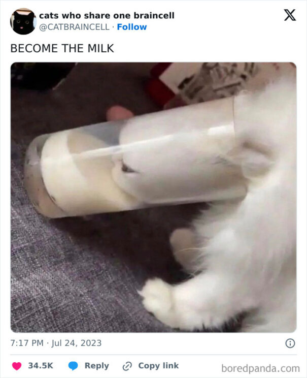 30 Times 'Cats Who Share One Braincell' Nailed The Humor | DeMilked