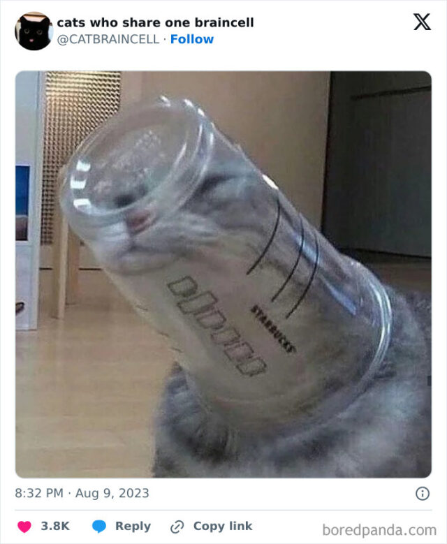 30 Times 'Cats Who Share One Braincell' Nailed The Humor | DeMilked