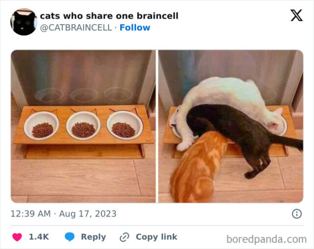30 Times 'Cats Who Share One Braincell' Nailed The Humor | DeMilked